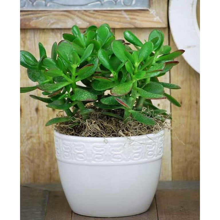 Jade Plant: How to Grow and Care for Jade Plants