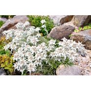 50 SPADELEAF Edible Coinwort Centella Asiatica Gotu Kola Herb Pink ...