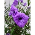 Tropical Plants of Florida, Purple Ruellia Flowering Bush, 26"-34 ...