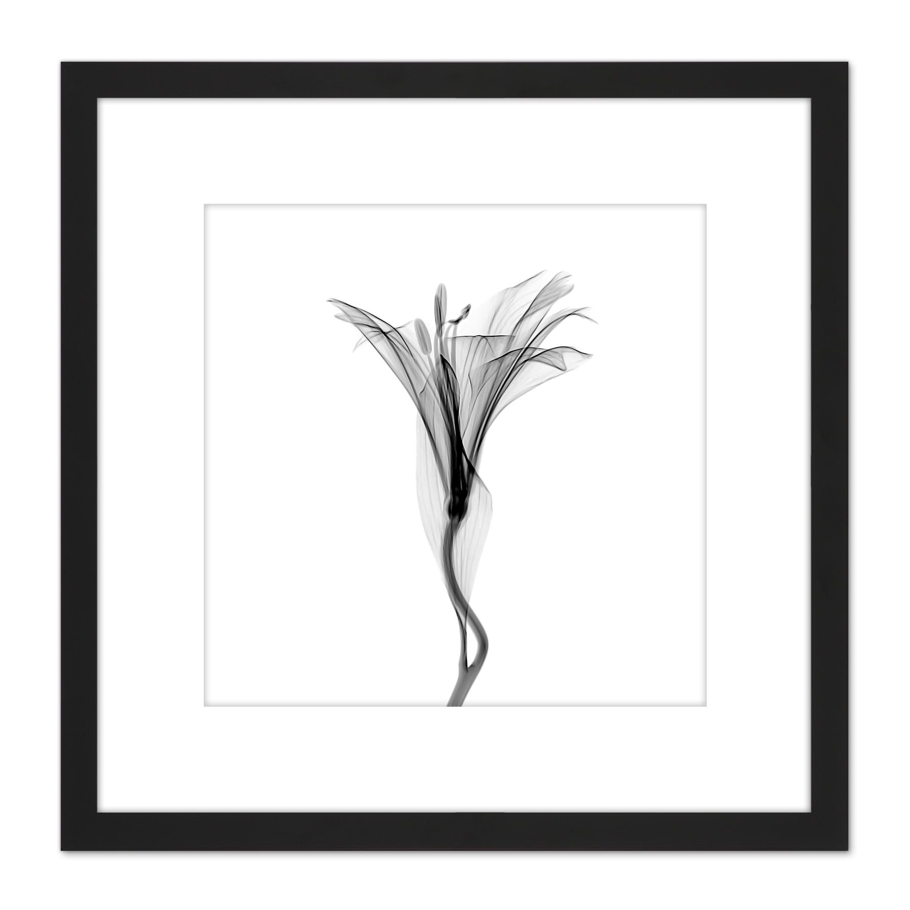 Schwartz NJIT Flower Greyscale X-Ray Transparent Photo 8X8 Inch Square ...