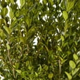 Expert Gardener 3 Gallon Wintergreen Boxwood Live Shrub - Walmart.com