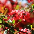 Flowering Quince Plant in 4'' Pot, 3–6 Inch Tall Chaenomeles Shrub ...