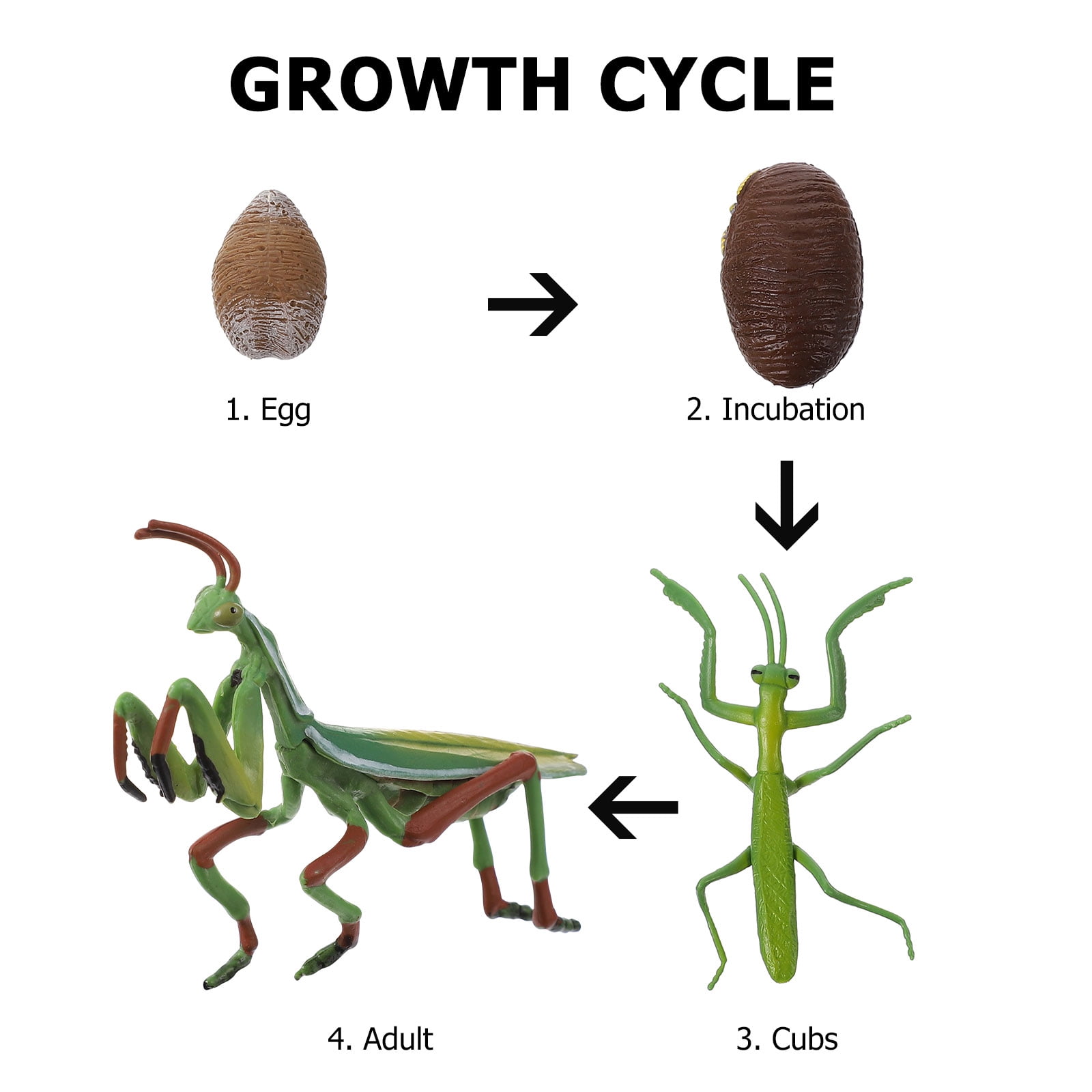 Praying Mantis Life Cycle For Kids