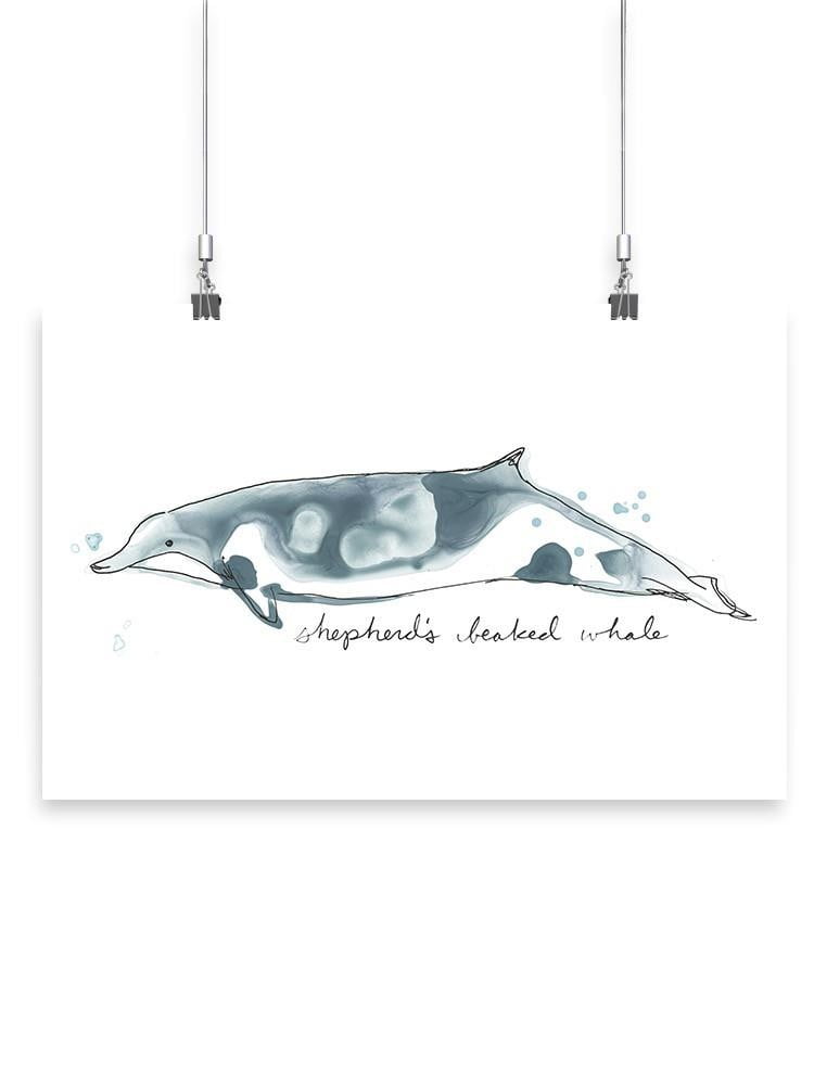 Cetacea Shepherd's Beak Whale. Poster - June Erica Vess Designs ...