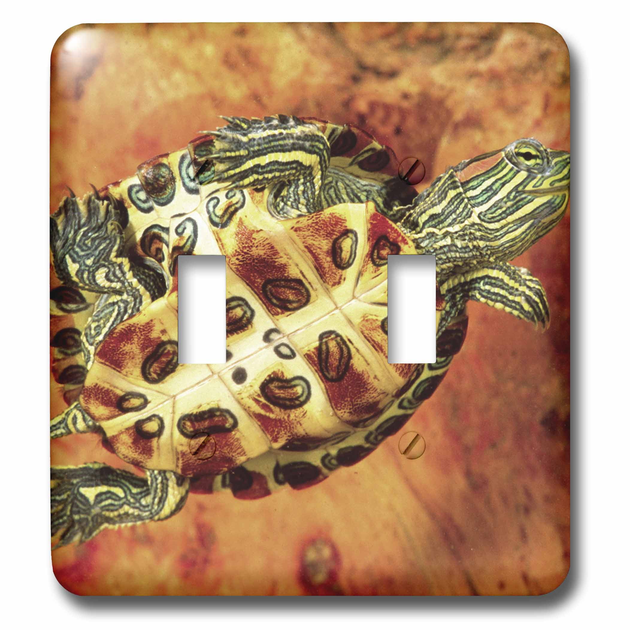 Red Ear Slider turtle Hatchling - NA02 DNO0535 - David Northcott double ...