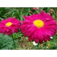 100 Mixed Colors ROBINSONS PAINTED DAISY Chrysanthemum Pink Red Rose ...