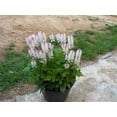 20 SUGAR SCOOP FOAMFLOWER White Tiarella Trifoliata Laceflower Flower ...