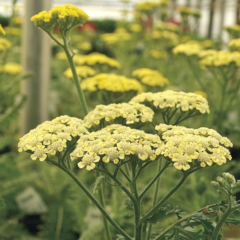 Moon Dust™ Yarrow Perennial - Achillea - NEW! - Quart Pot - Walmart.com ...