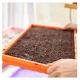 Microgreen 1020 Trays, Orange 10 Pack, Extra Strength with Holes ...