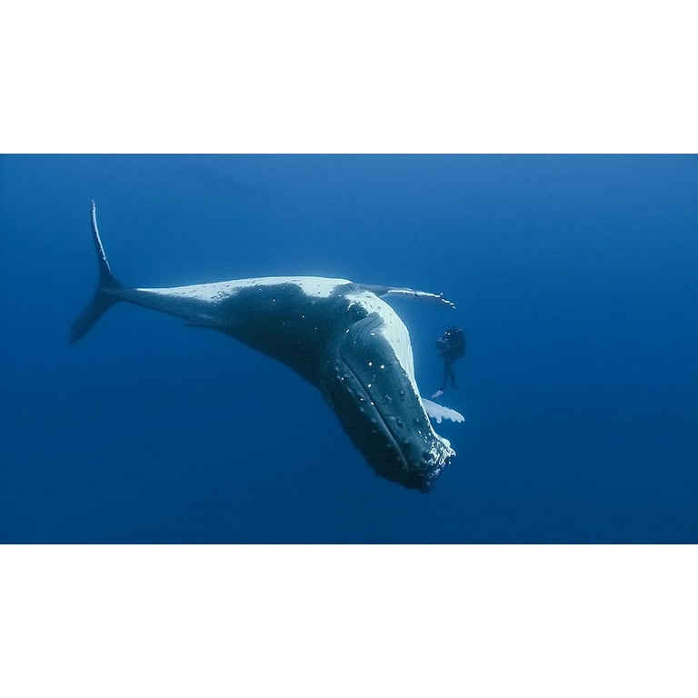 Disney Nature Oceans Dvd