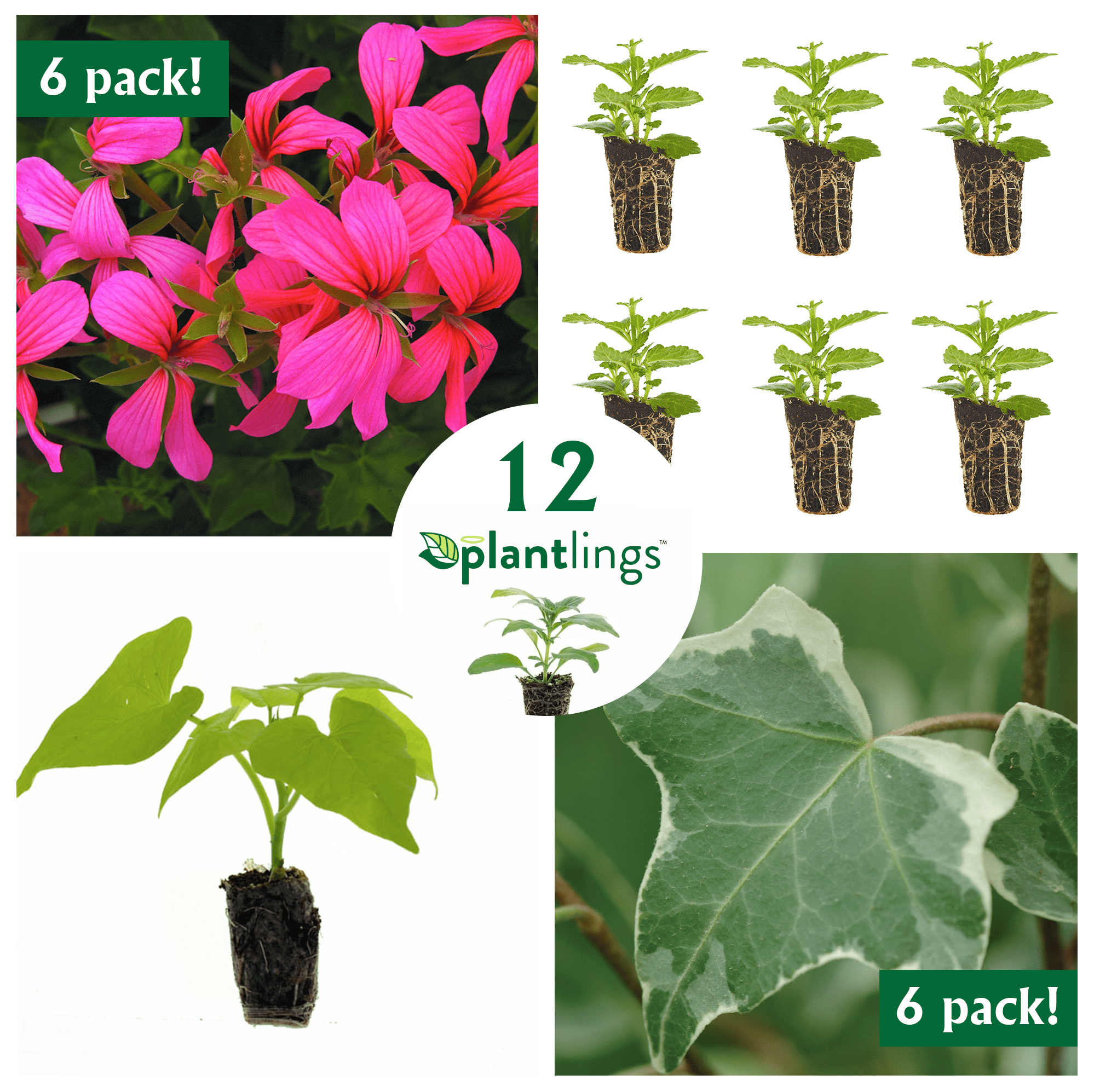 Ferry-Morse Plantlings Live Baby Plants 1-3in. Flower Garden Starter ...