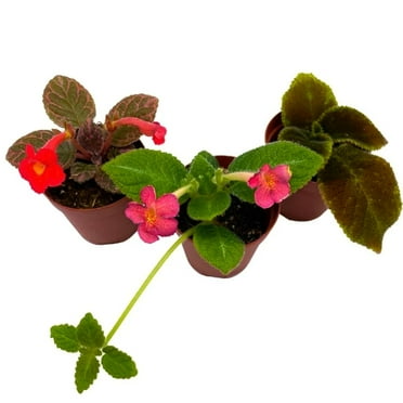 Episcia Pink Smoke, 2 inch Rare Variegated Flame Violet Flowering ...