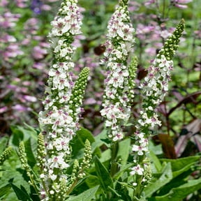 Verbascum Southern Charm Flower Seed Plant Mix - AKA Ornamental Mullein ...