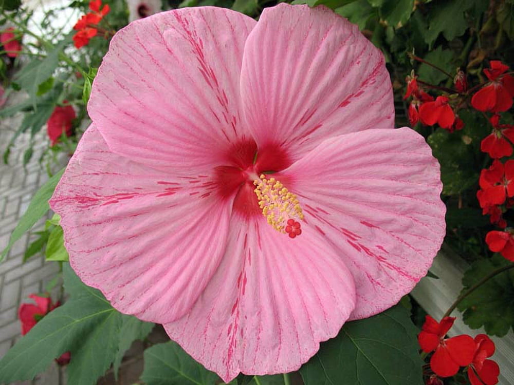 Peppermint Schnapps Giant Hibiscus Rose Mallow - Live Plant - Gallon ...