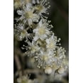 Ocean Spray Bush Seeds for Planting (50 Seeds) - Cream Bush, Holodiscus ...