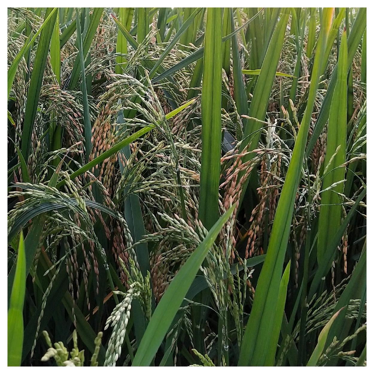 Everwilde Farms - 1 lb Wild Rice Native Grass Seeds - Gold Vault Bulk ...