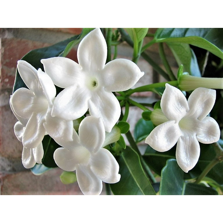 Stephanotis Flower