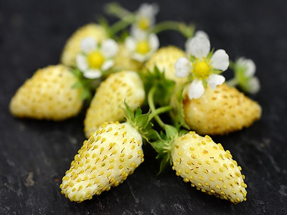 Yellow Wonder™ Alpine Strawberry - 25 Plants - 2.5" Pots- Fragaria ...