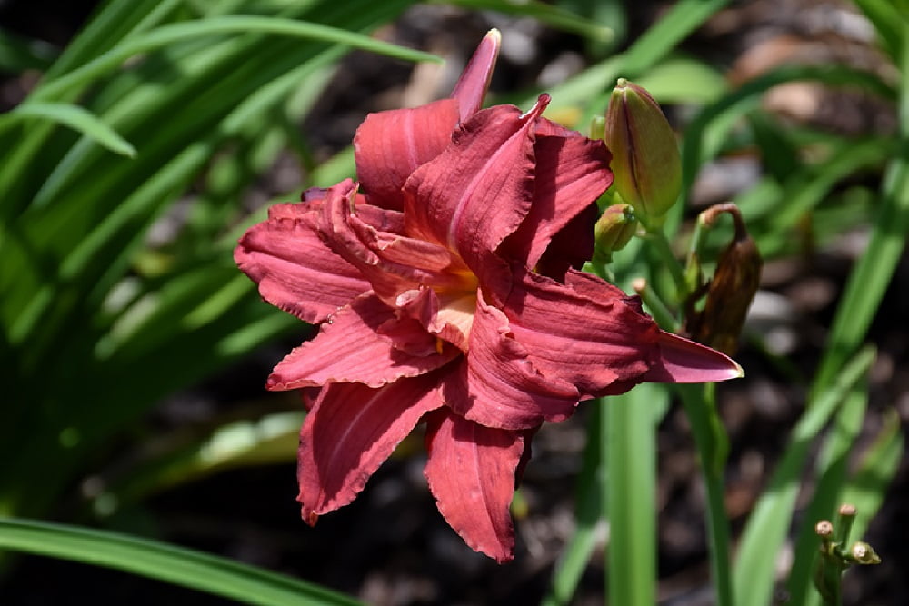Double Pardon Me Daylily - Hemerocallis - 4" Pot - NEW! - Walmart.com
