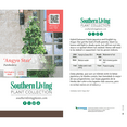 Southern Living Angyo Star Fatshedera (Hybrid of Fatsia japonica and ...