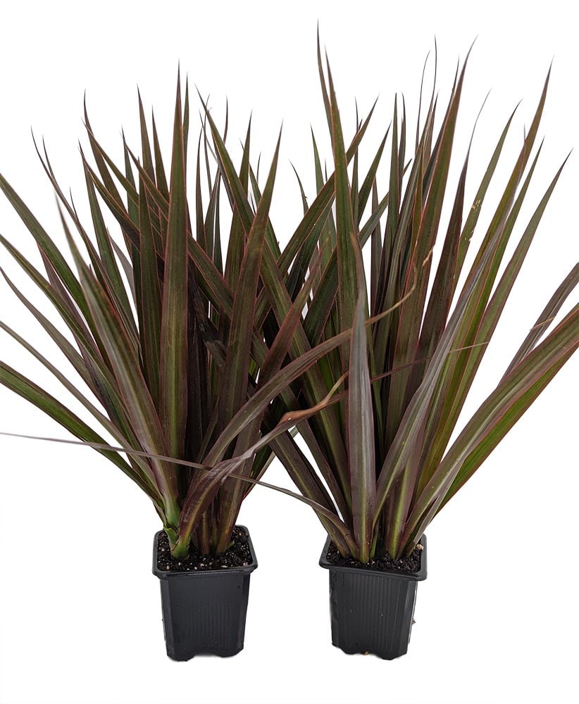 Magenta Madagascar Dragon Tree - Dracaena marginata - 2 Plants 3" Pots ...