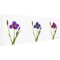 Trademark Art Siberian Iris Triptych Canvas Art 10x24 - Walmart.com