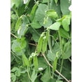 50 Seeds AUSTRIAN WINTER PEA Caley Flower Pisum Sativum Ground Cover ...