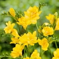 Easy to Grow Freesia Double Yellow 15 Plant Bulbs, Yellow Fragrant ...