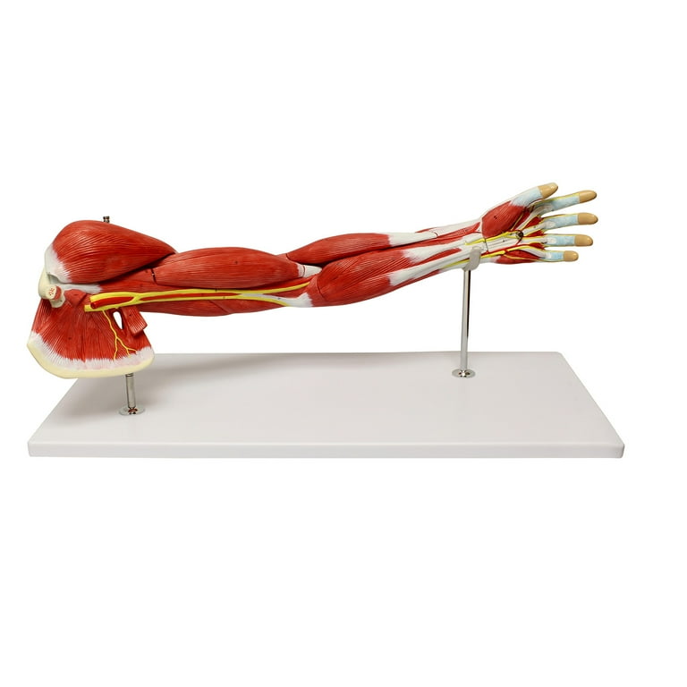 Arm Muscle Anatomy Model