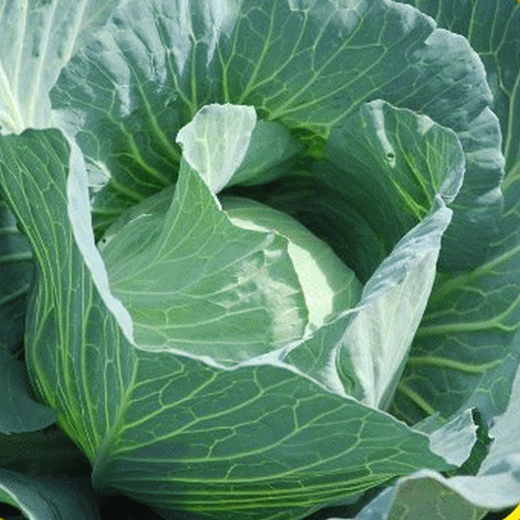 Everwilde Farms - 1 Lb Danish Ballhead Cabbage Seeds - Gold Vault Bulk ...