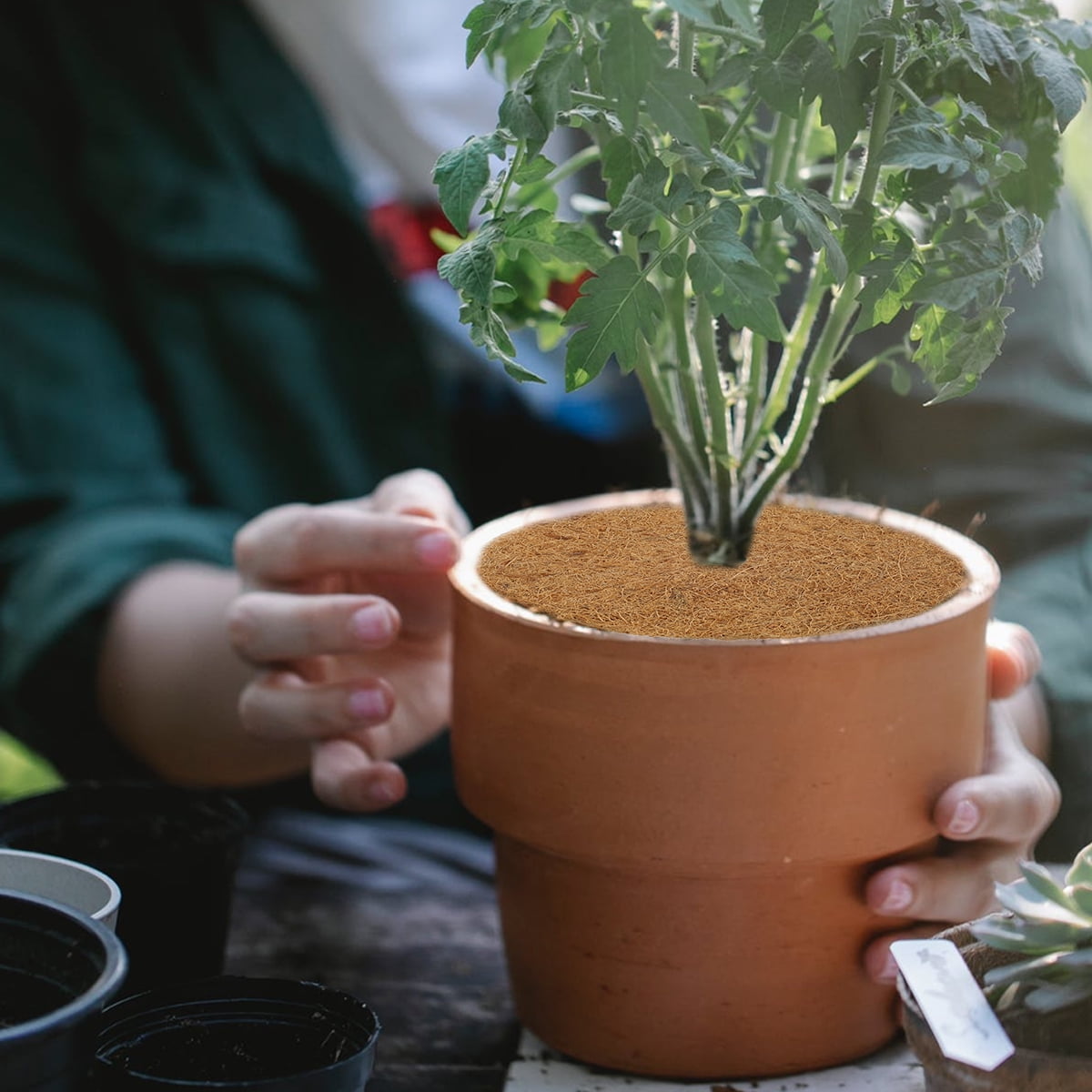 Buy NKTIER 6PCS Coco Coir Mulch Ring Tree Protector Mat,8/12In Natural ...