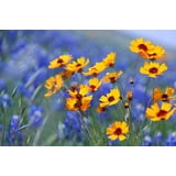1000 GOLDEN WAVE COREOPSIS (Goldenmane Tickseed) Coreopsis Basalis ...