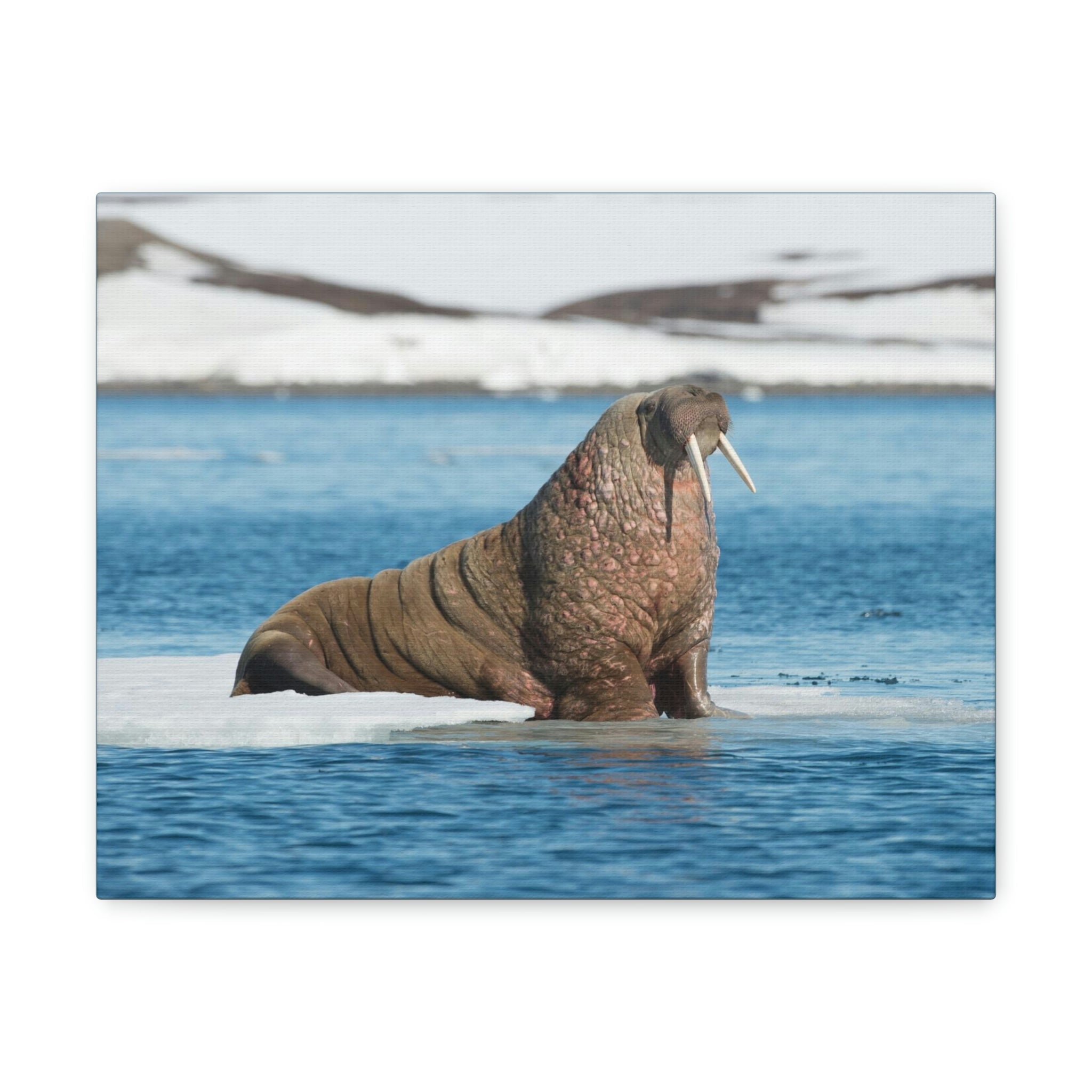 Walrus Hunting Walrus on Hunt Print Animal Wall Art Wildlife Canvas ...