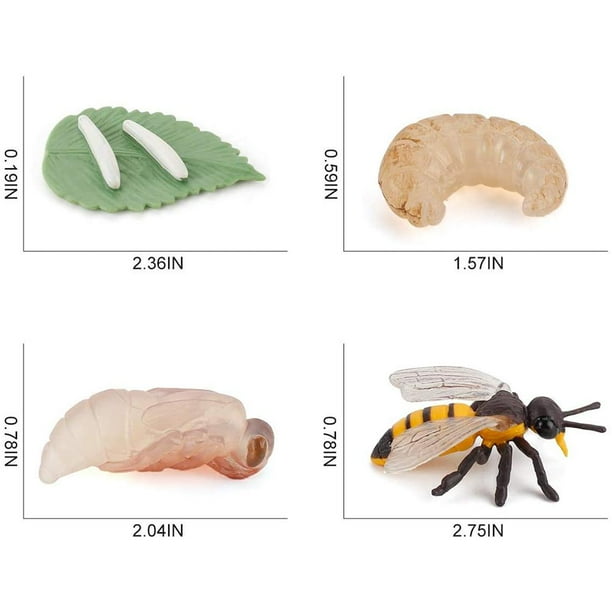 Growth Cycle Model Realistic Life Cycle Animal Models Child Life Cycle ...