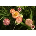 100 APRICOT & PEACH STRAWFLOWER Mix Coral Paper Daisy Helichrysum ...