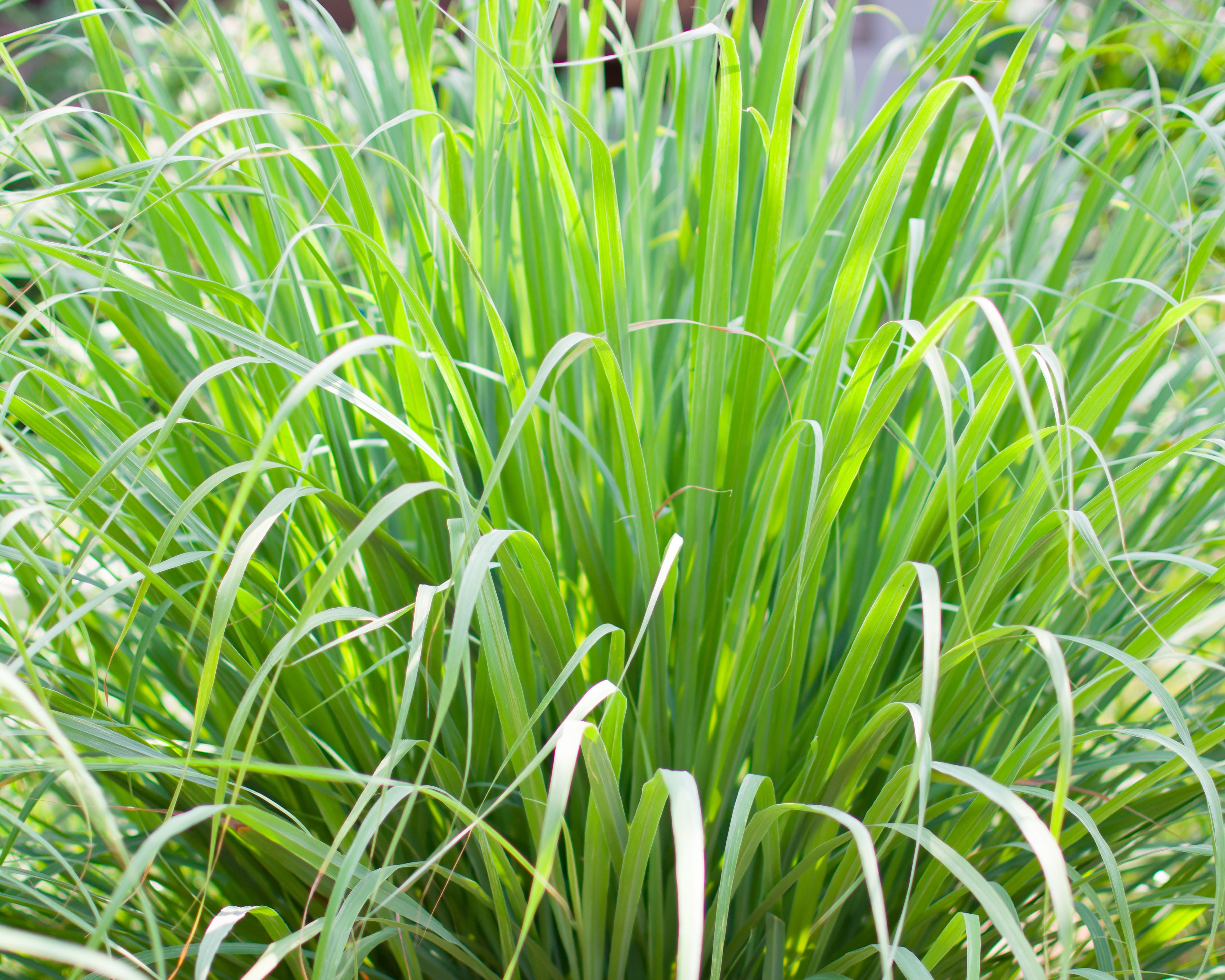 100 seeds Cymbopogon martinii - Palmarosa Grass- Perennial - Luxuriant ...