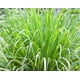 100 seeds Cymbopogon martinii - Palmarosa Grass- Perennial - Luxuriant ...