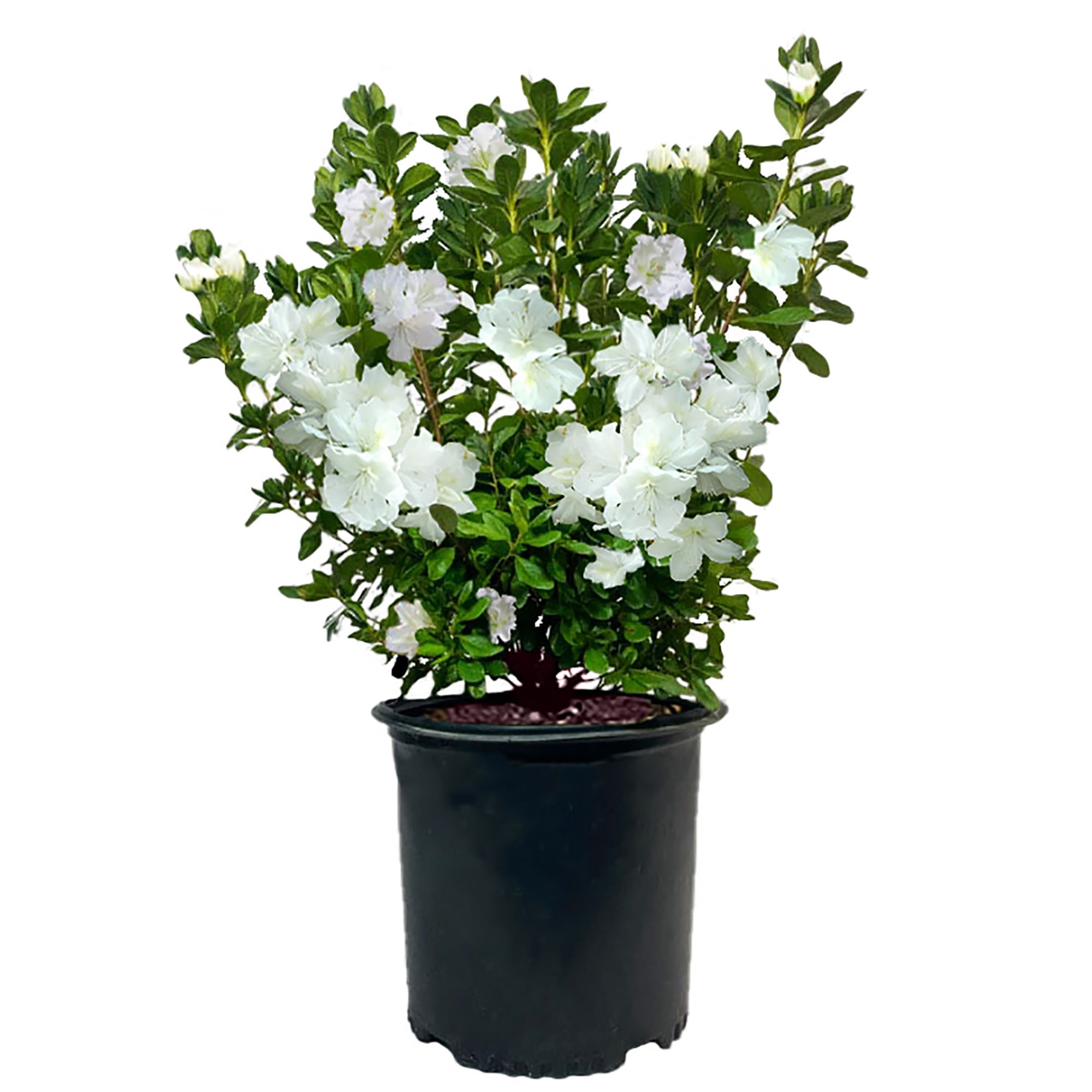 Azalea Delaware Valley White Live Shrubs with White Blooms and Rich ...