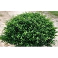 Soft Touch Holly 1 Extra Large 3 Gallon Plant Ilex crenata 'Soft Touch ...