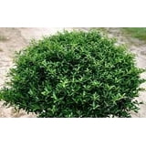 Soft Touch Holly 1 Extra Large 3 Gallon Plant Ilex crenata 'Soft Touch ...