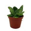 Hirt's Gardens Summer Song Asian Violet, Primulina, 2.5" Pot ...