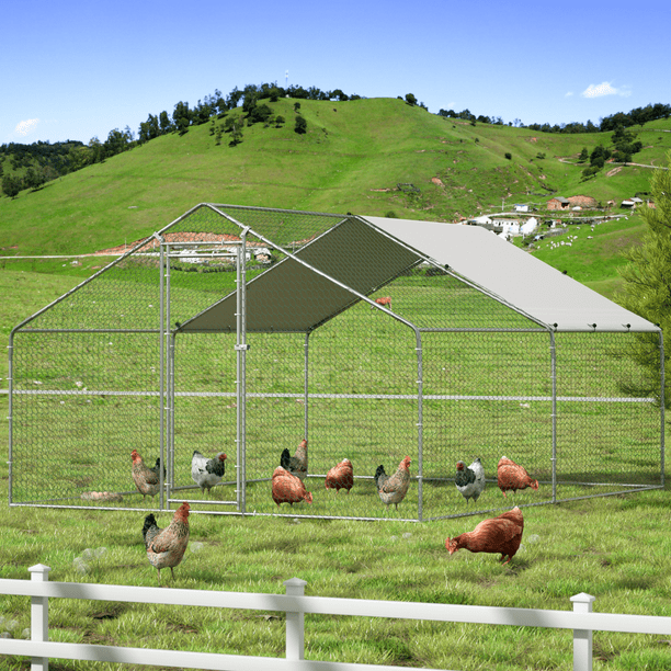 10x10 Chicken Run