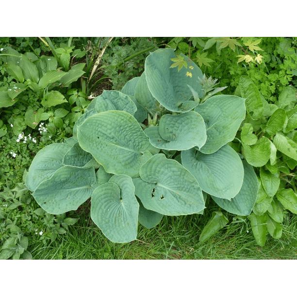 Mini Hostas