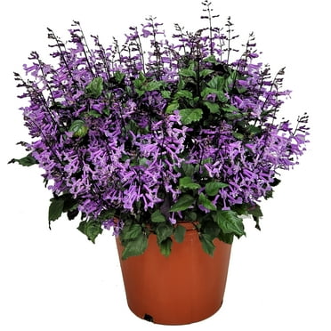 Tropical Plants of Florida, Purple Ruellia Flowering Bush, 26"-34 ...