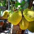 Jackfruit Tree Live Plants, Jackfruit Tropical Fruit Trees, Sweet Fruit ...