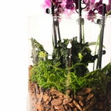 Proflora Preserved Forest Moss, True Green, 320 CU in - Walmart.com