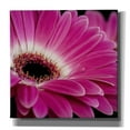 Epic Graffiti 'Gerbera Daisy' by Pamela Plummer, Canvas Wall Art, 26 ...