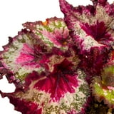 Harmony's Gator Tail Begonia Rex 4 inch Purple Gray Green Jagged Long ...