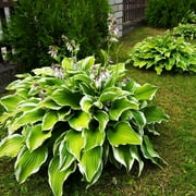 Hosta Colors