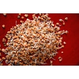 100 RED LENTIL Lens Culinaris Vegetable Seeds - Walmart.com